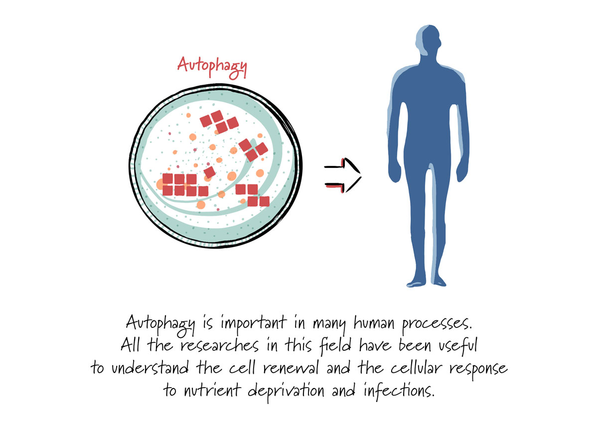 Secrets of autophagy | Graphic News